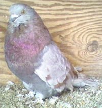 Giant Show Runts for Sale - | Pigeon Farms & Co.