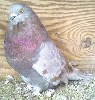 Giant Show Runts for Sale - | Pigeon Farms & Co.