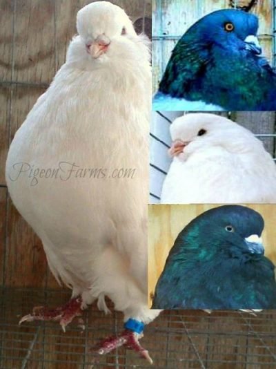 Giant Show Runts for Sale - | Pigeon Farms & Co.